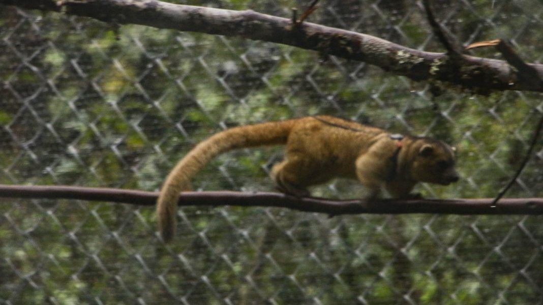 Por primera vez en Colombia se liberó un olinguito en la reserva ...