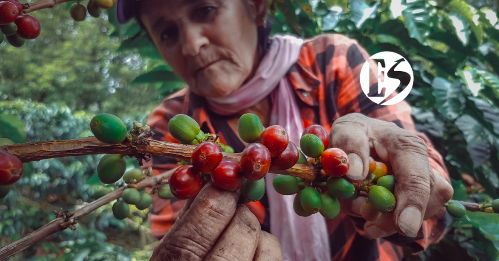 El área de cafetales renovados en Colombia ha disminuido un 30%