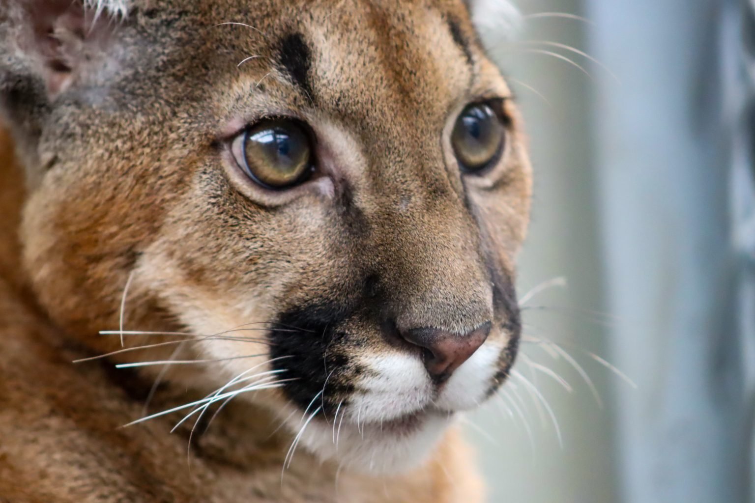 Puma concolor hallado en Ciudad Bolívar fue trasladado al bioparque ...